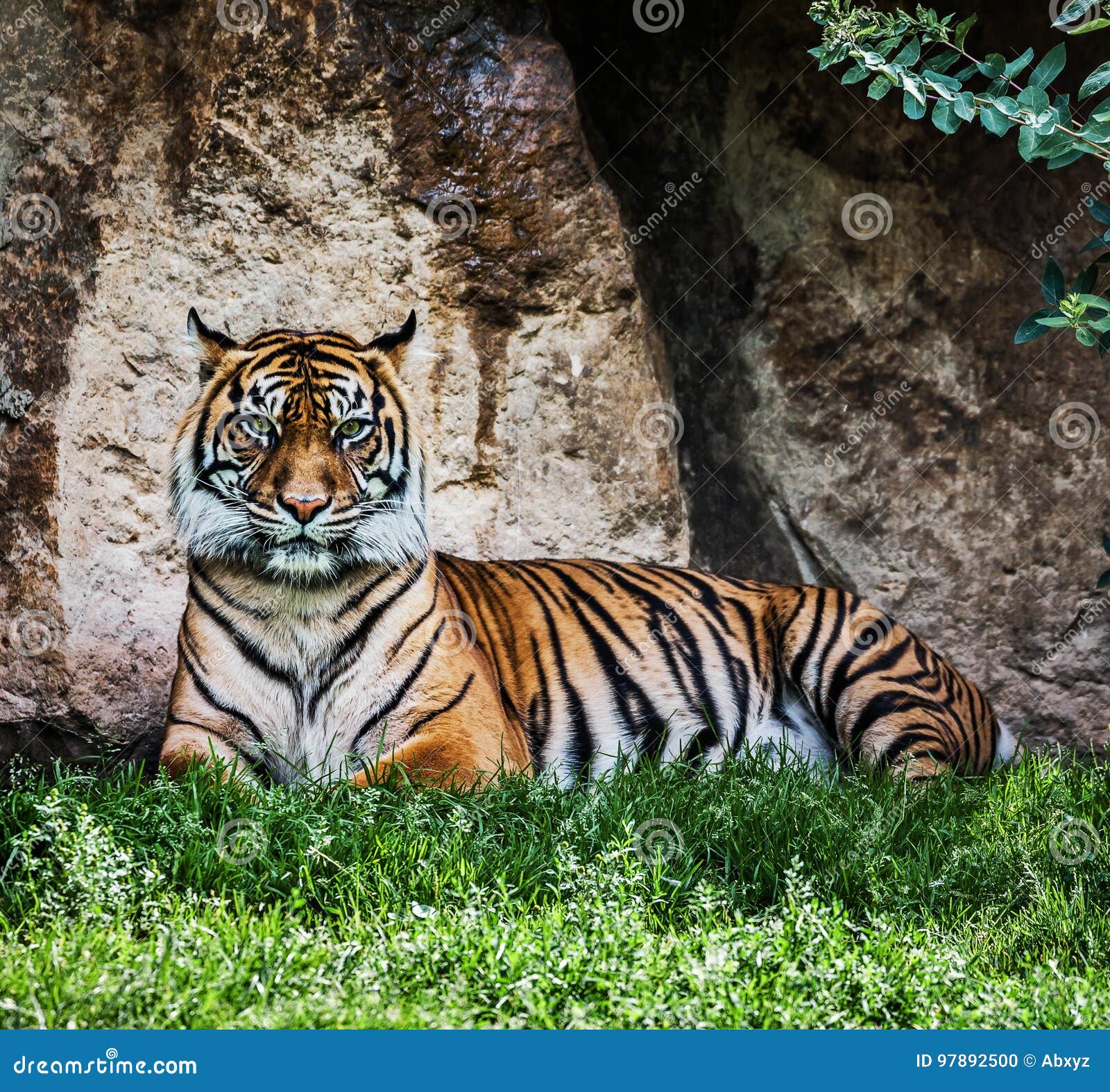 Malayan Tiger stock photo. Image of portrait, furry, predator - 97892500