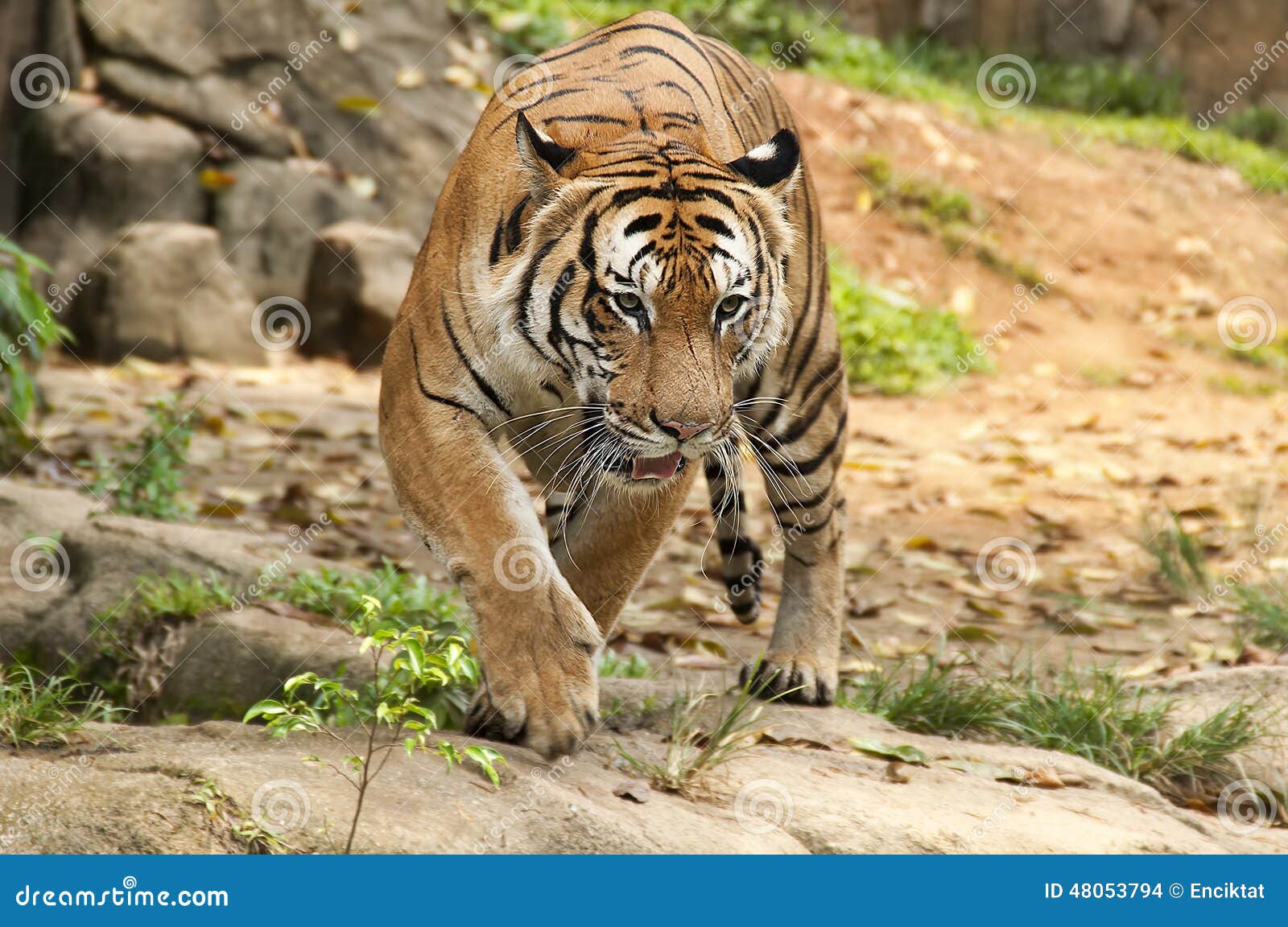 Malayan Tiger prowling stock photo. Image of beauty, aggressor - 48053794