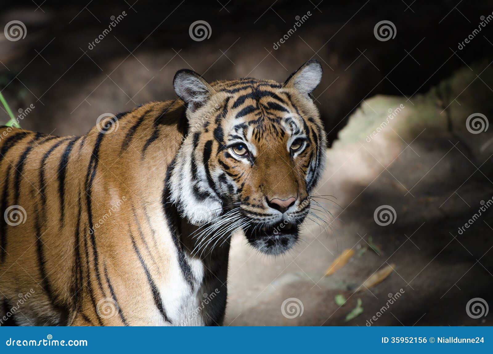 Malayan tiger stock photo. Image of large, american, conservation ...