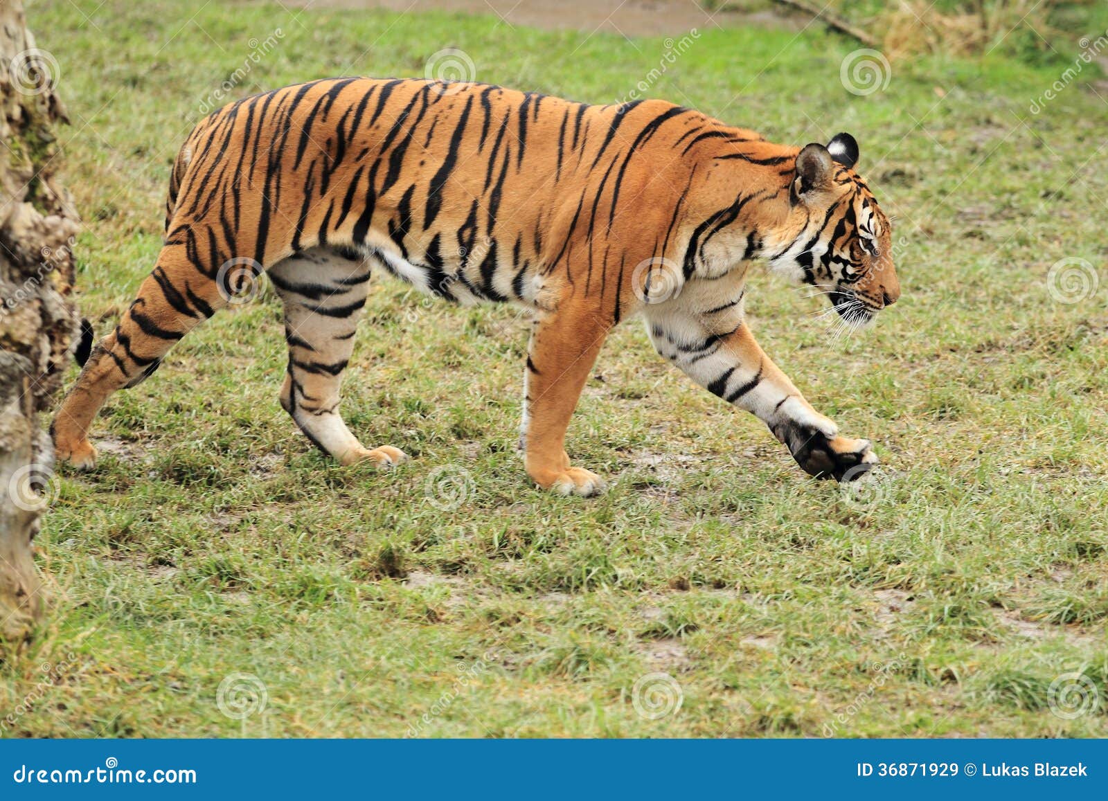 Malayan Tiger Stock Photo | CartoonDealer.com #25215246
