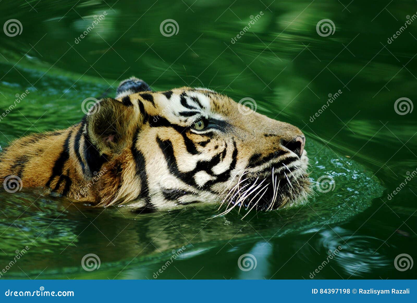 Malayan tiger stock photo. Image of malayan, lake, water - 84397198