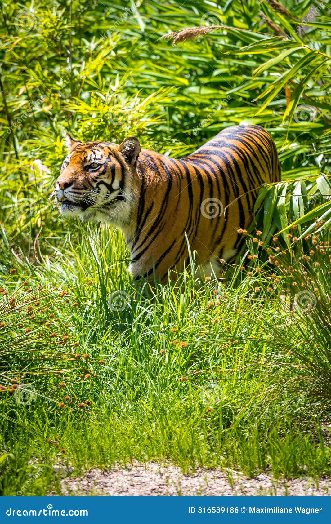 Malayan Tiger Walking through High Grass of Rainforest, Panthera Tigris ...