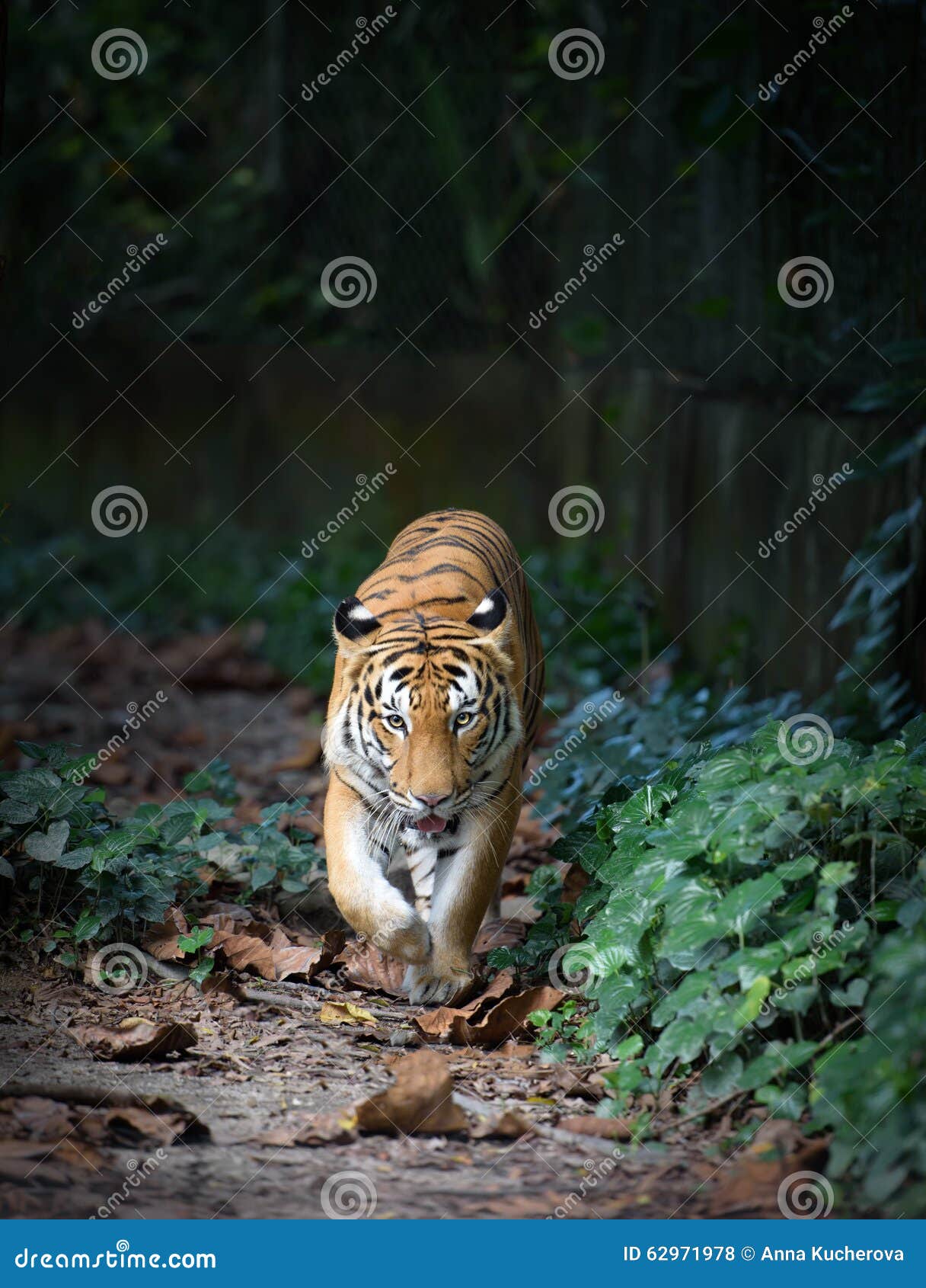 Malayan Tiger Stock Photo | CartoonDealer.com #25215246