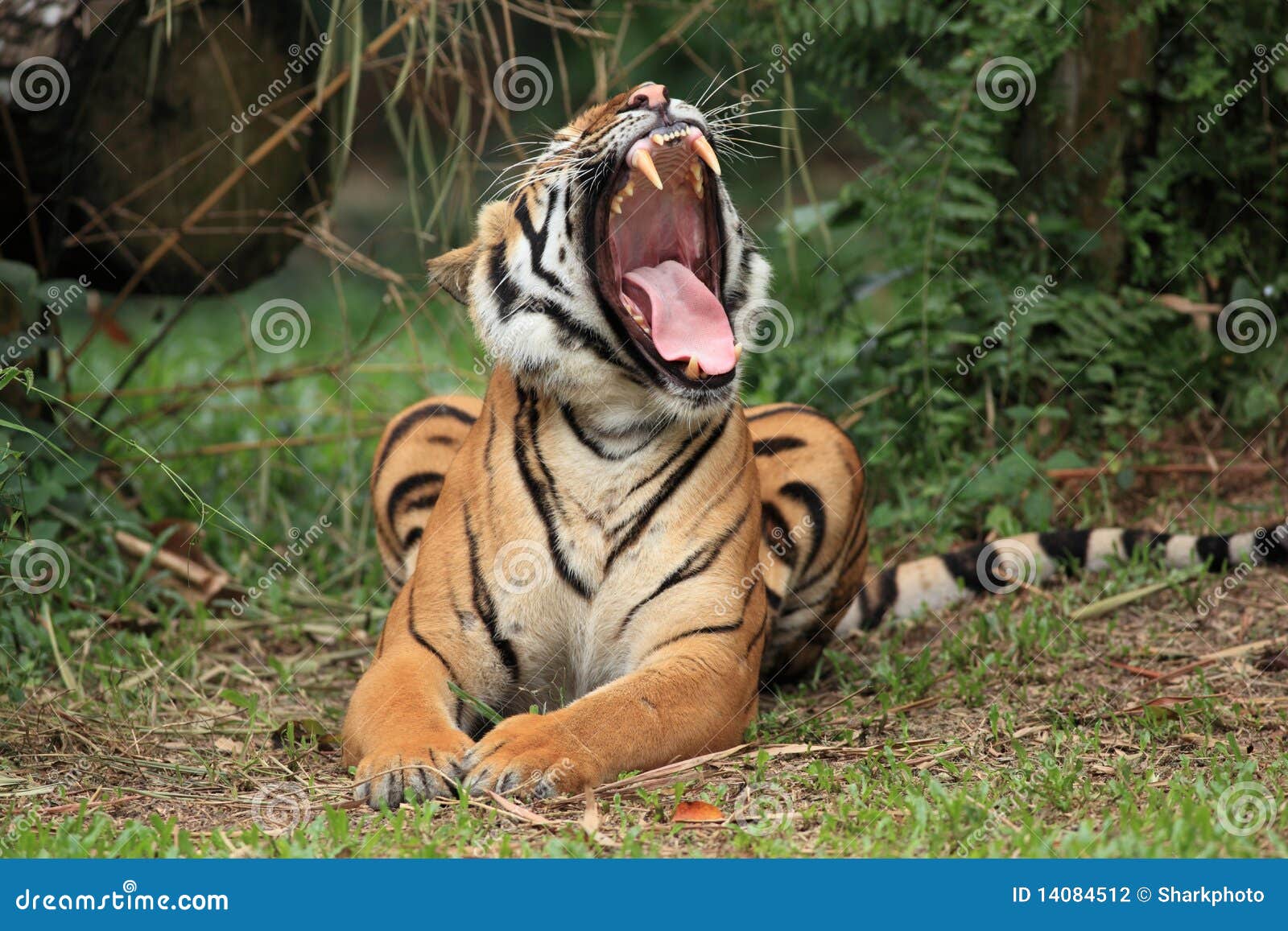 Malayan Tiger Yawning stock photo. Image of lynx, mouth - 14084512