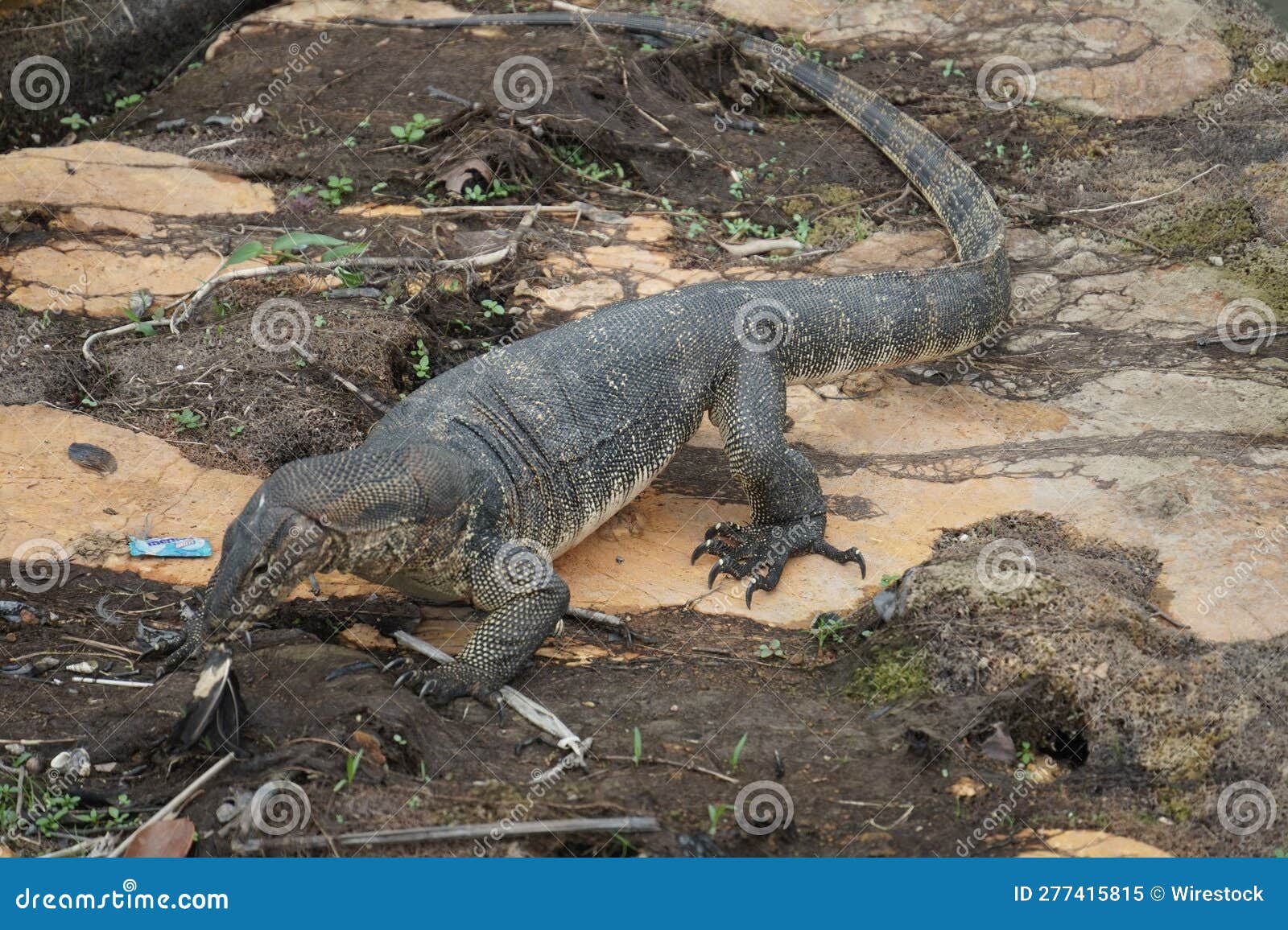 Malayan Water Monitor Lizard, Varanus Salvator, In Sungei Buloh Wetland ...