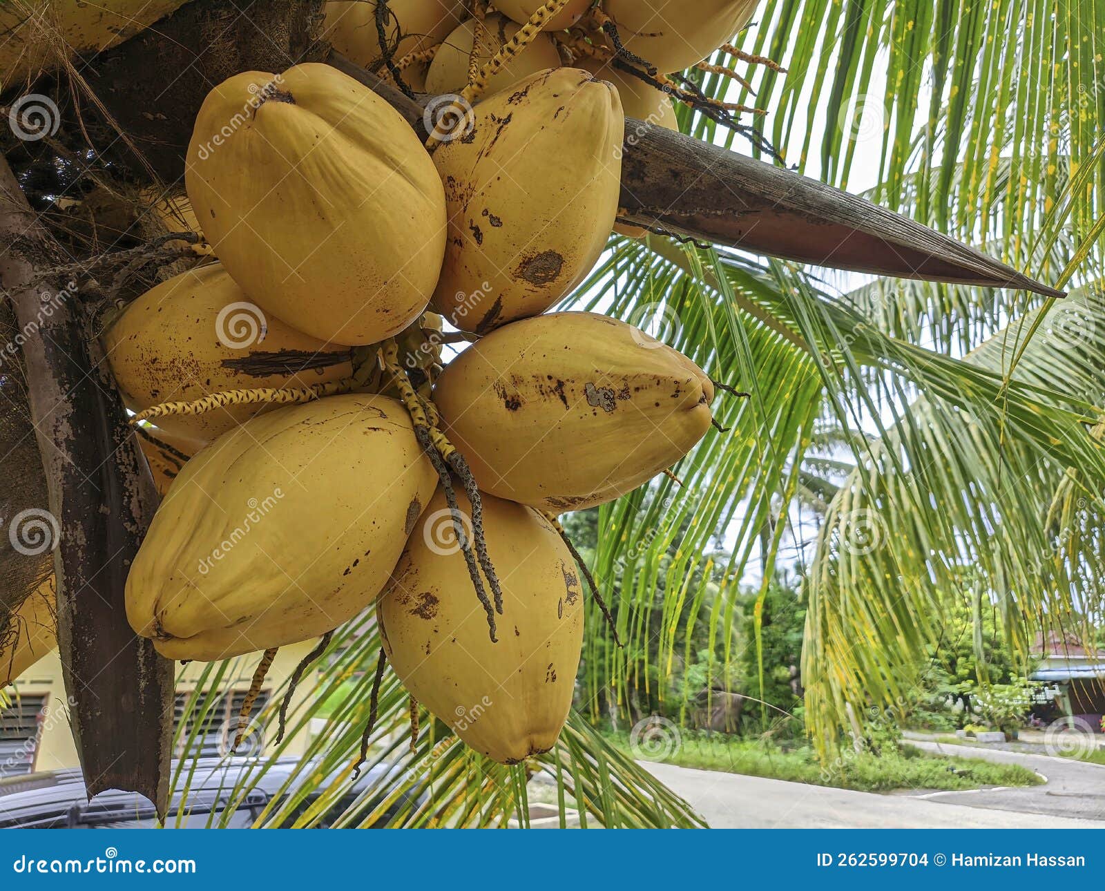 Malayan Yellow Dwarf Coconut Stock Photo - Image of plant, organic ...