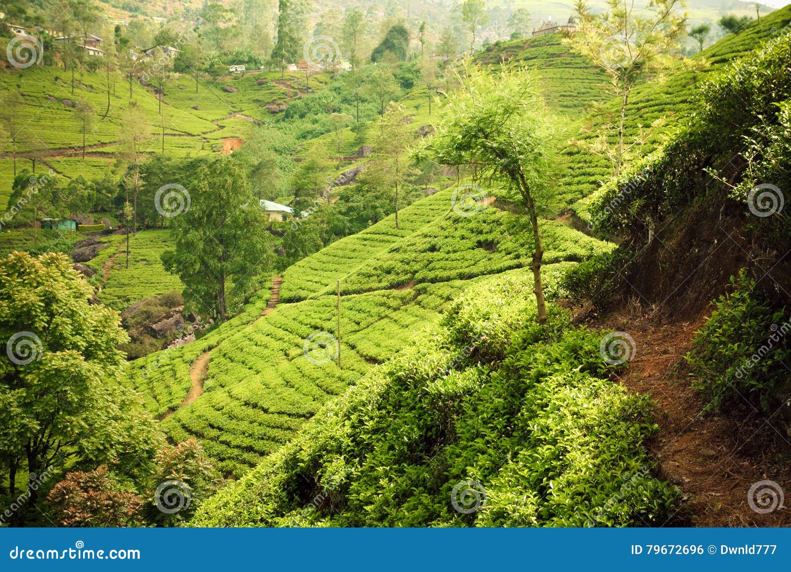 Malaysia green landscape stock photo. Image of india - 79672696