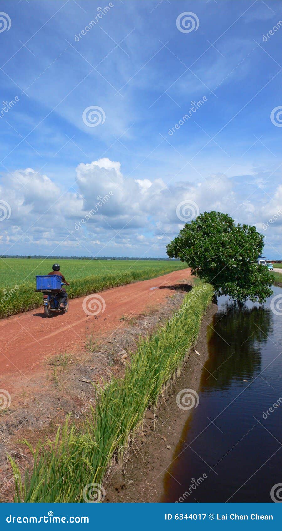 Malaysia paddy field stock image. Image of malaysia, blue - 6344017
