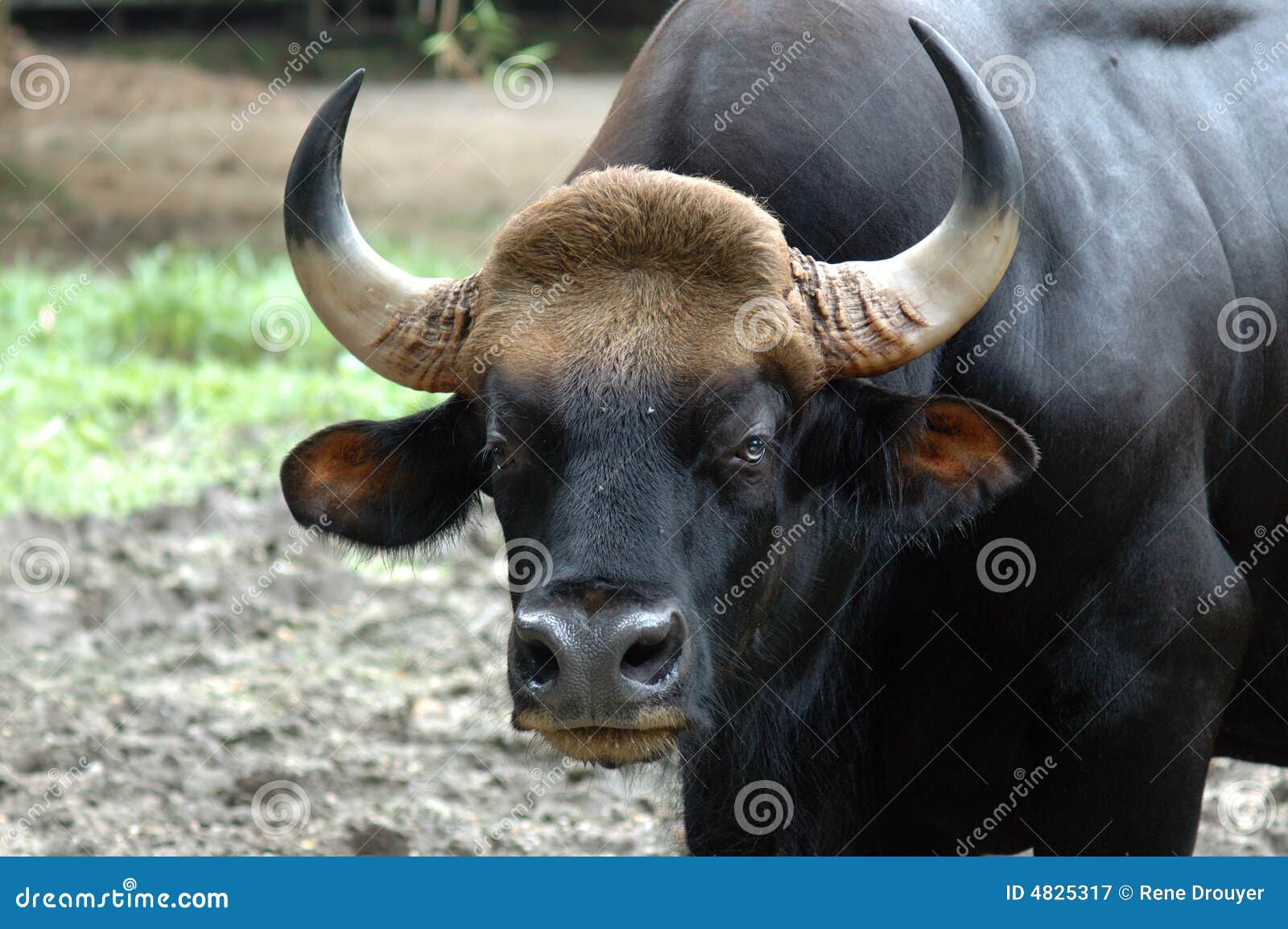 Malaysia, penang: Gaur stock image. Image of strong, chew - 4825317