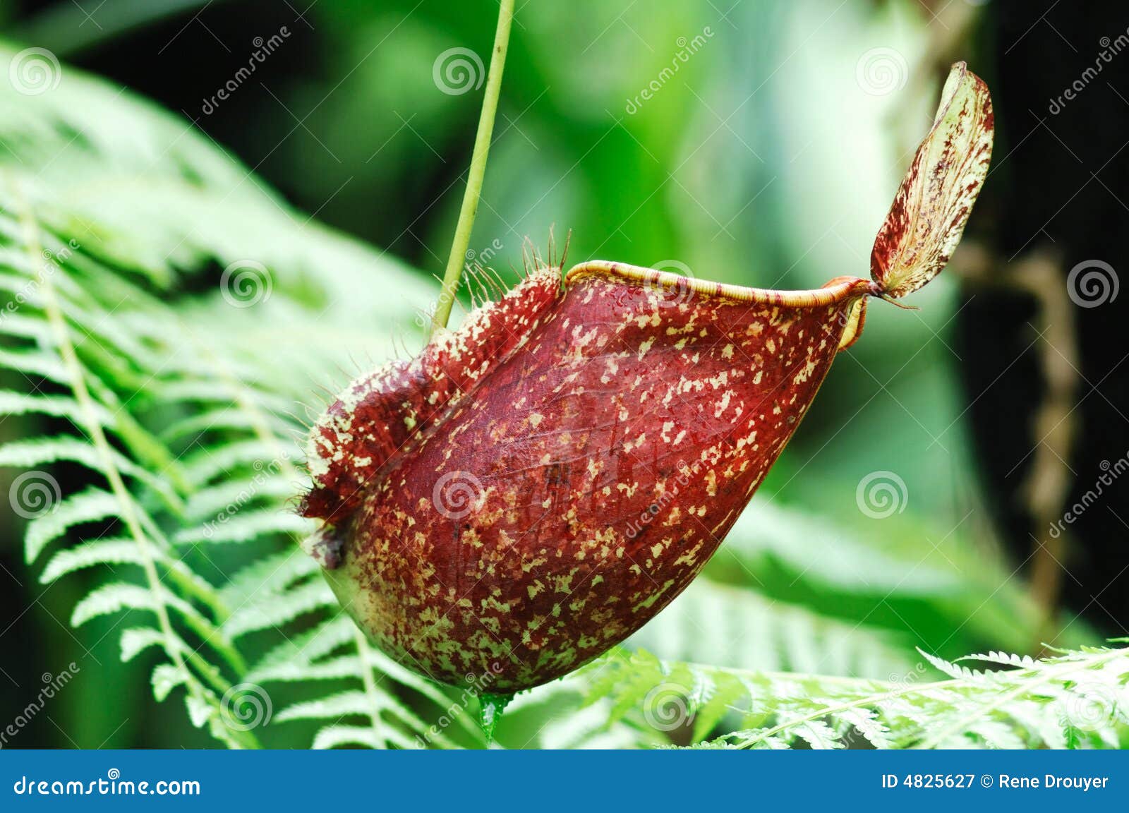 Malaysia; Penang; Pitcher Plant Stock Image - Image of nepenthaceae ...