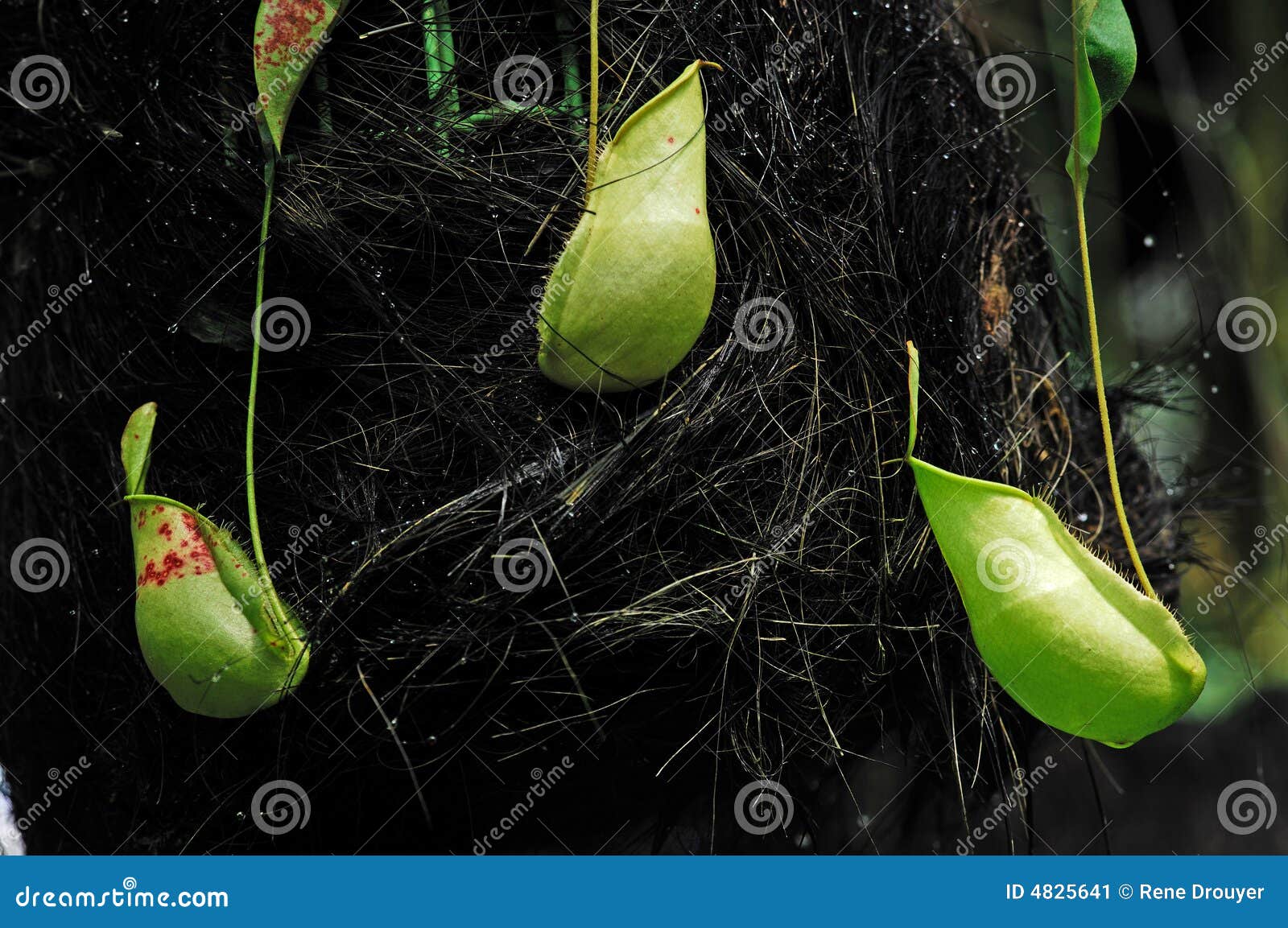Malaysia; Penang; Pitcher Plant Picture. Image: 4825641