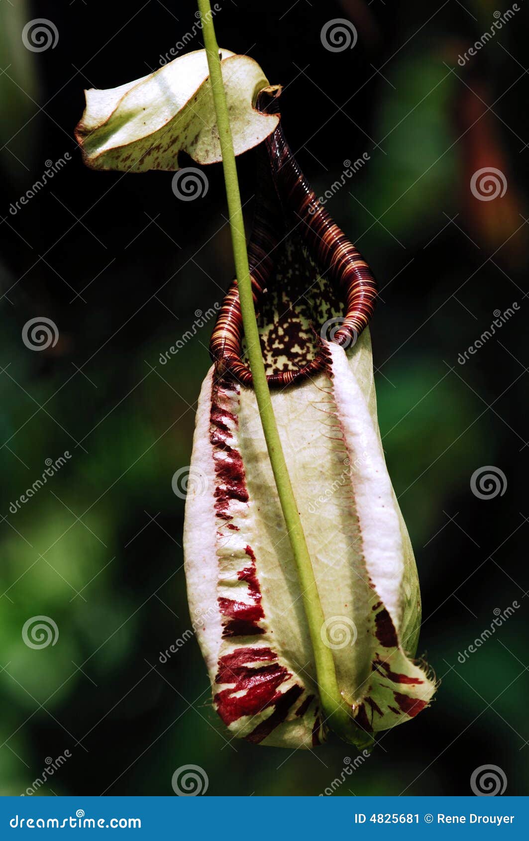 Malaysia; Penang ; Pitcher Plant Stock Image - Image of grow, borneo ...