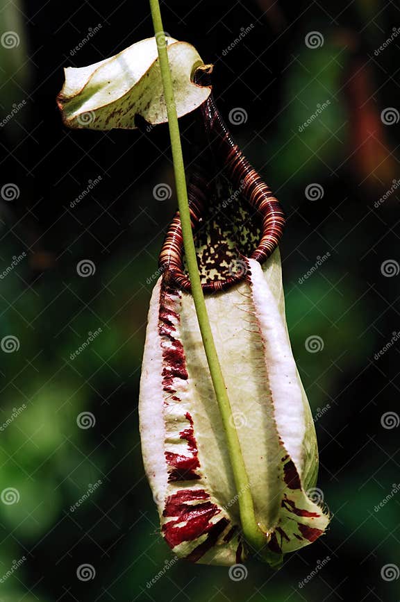 Malaysia; Penang ; Pitcher Plant Stock Image - Image of grow, borneo ...