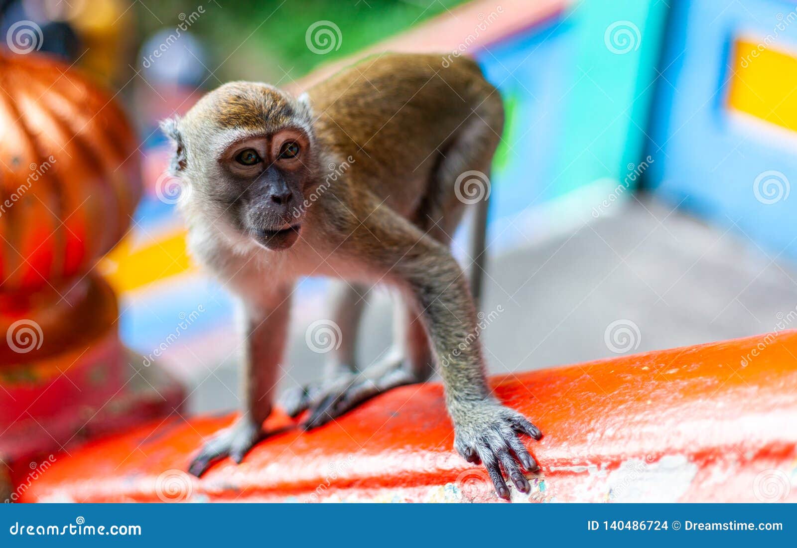 Monkey on the stair stock photo. Image of macaque, wildfire - 140486724