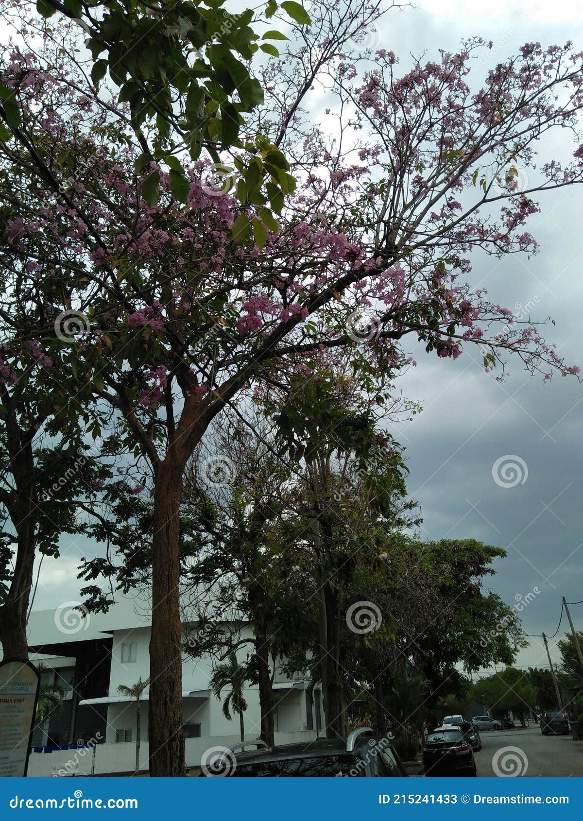 In Malaysia editorial stock photo. Image of nature, branch - 215241433