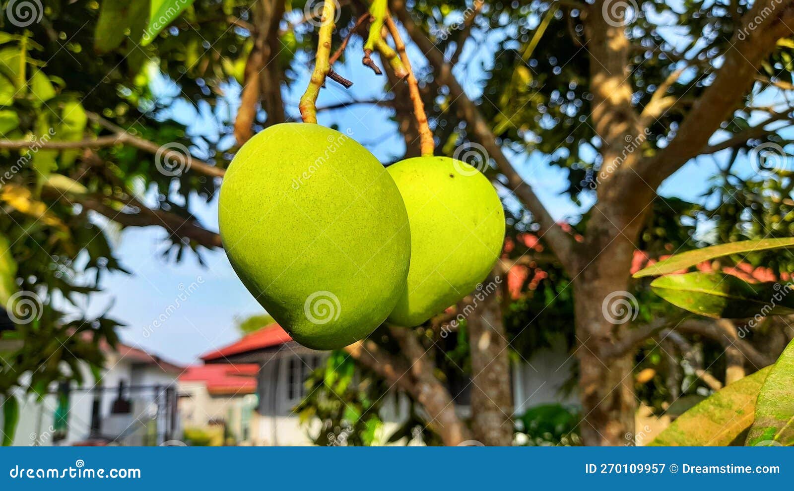 Malaysian mangoes, food stock image. Image of mangoes - 270109957