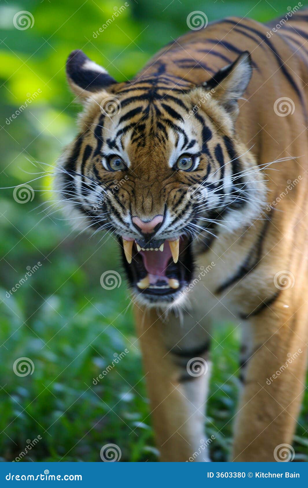 Malaysian Tiger stock photo. Image of growling, malaysian - 3603380