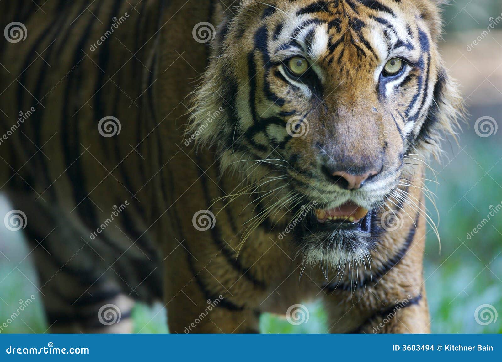 Malaysian Tiger stock photo. Image of water, prowl, tigers - 3603494