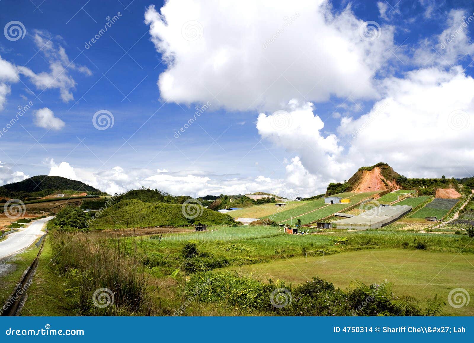 Malaysian vegetable farm stock photo. Image of agricultural - 4750314