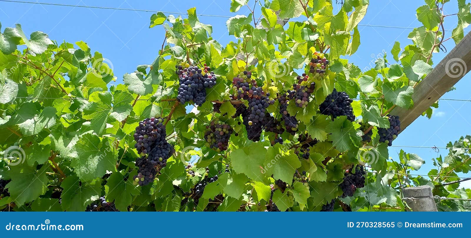 Malbec grapes stock image. Image of malbec, grapes, wine - 270328565