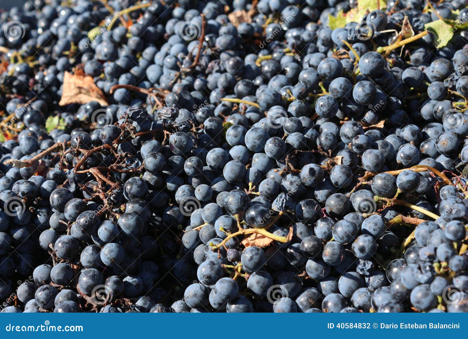 Malbec Grapes - Mendoza Argentina Stock Photo - Image of outdoors ...