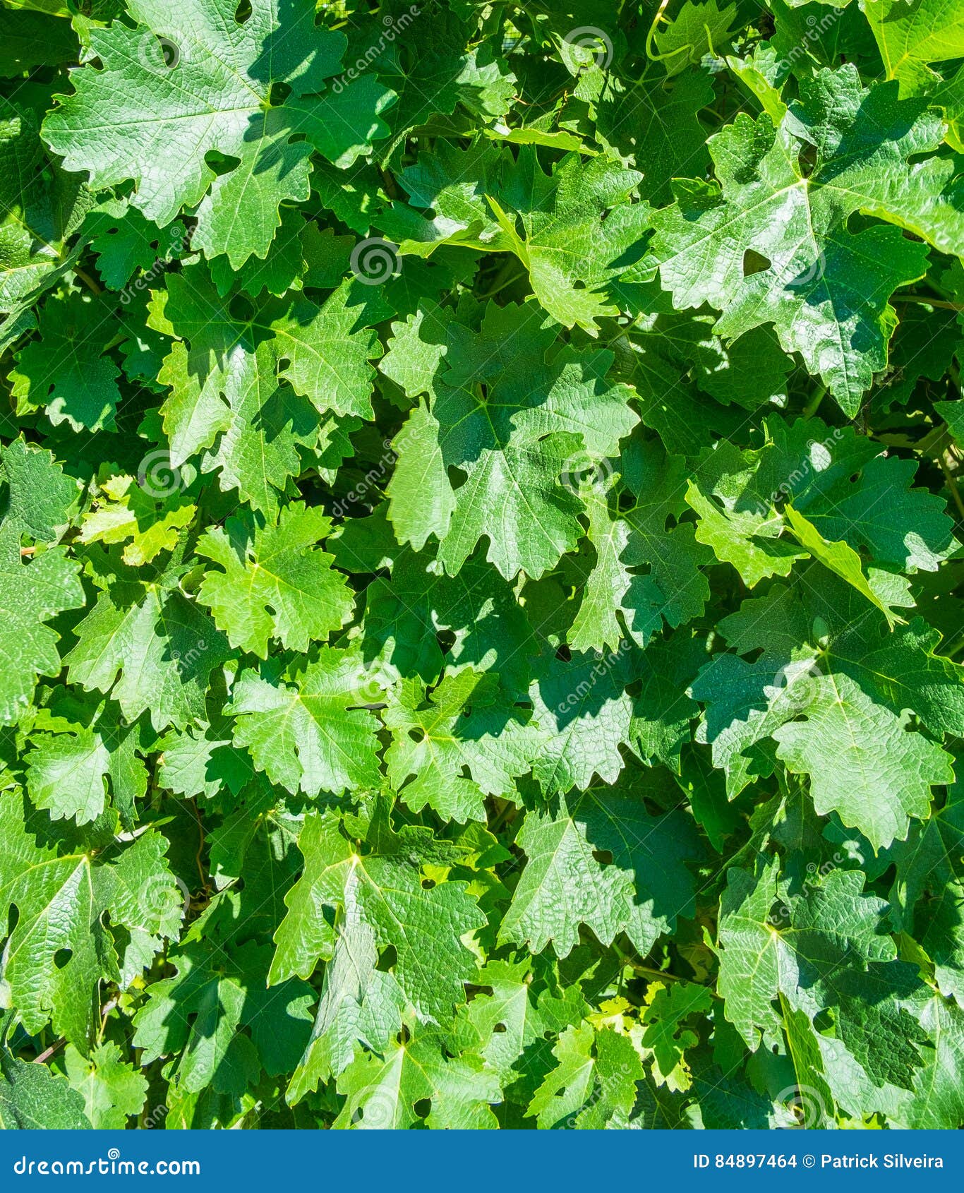 Malbec Vine Leafs in Vineyard Stock Photo - Image of farm, food: 84897464