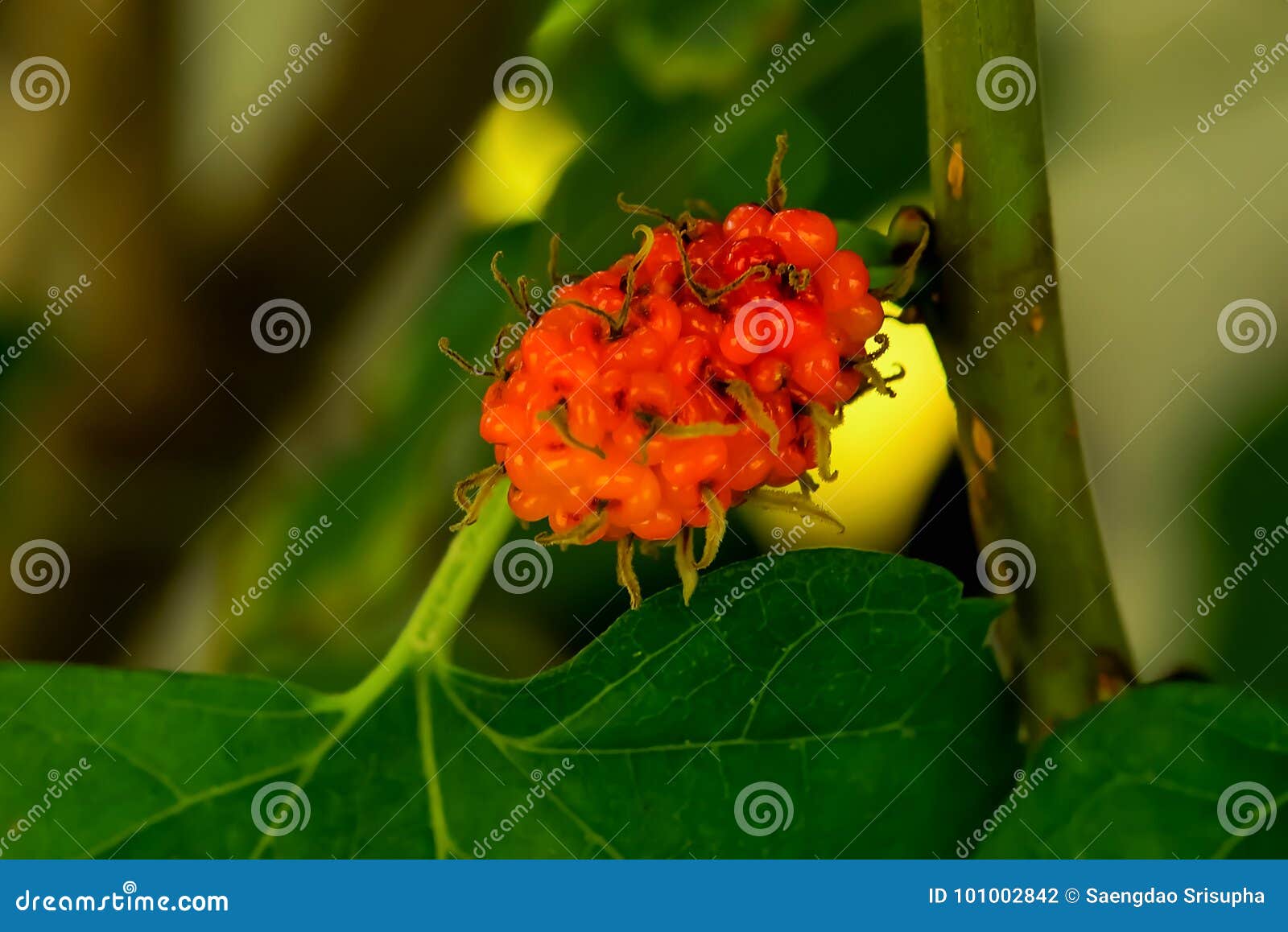 Malberry stock photo. Image of nature, juicy, food, green - 101002842