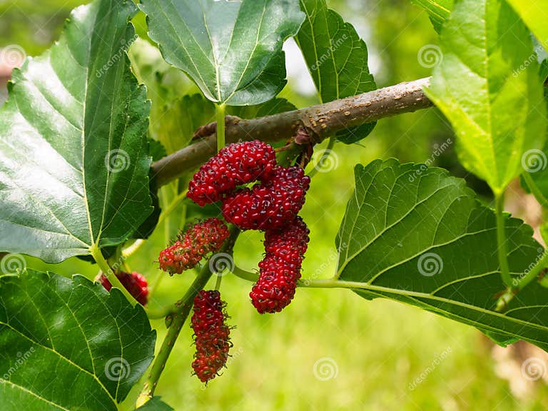 Malberry Malberry Fruits on Tree. Stock Image - Image of freshness ...