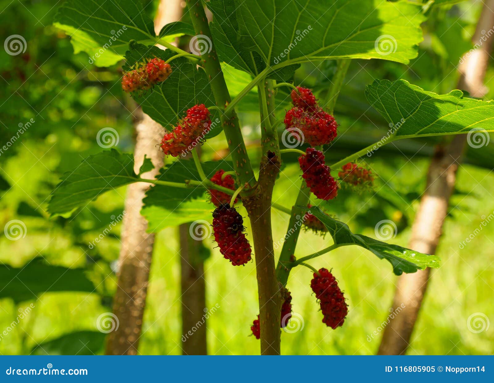 Malberrymalberry Fruits Stock Photos - Free & Royalty-Free Stock Photos ...