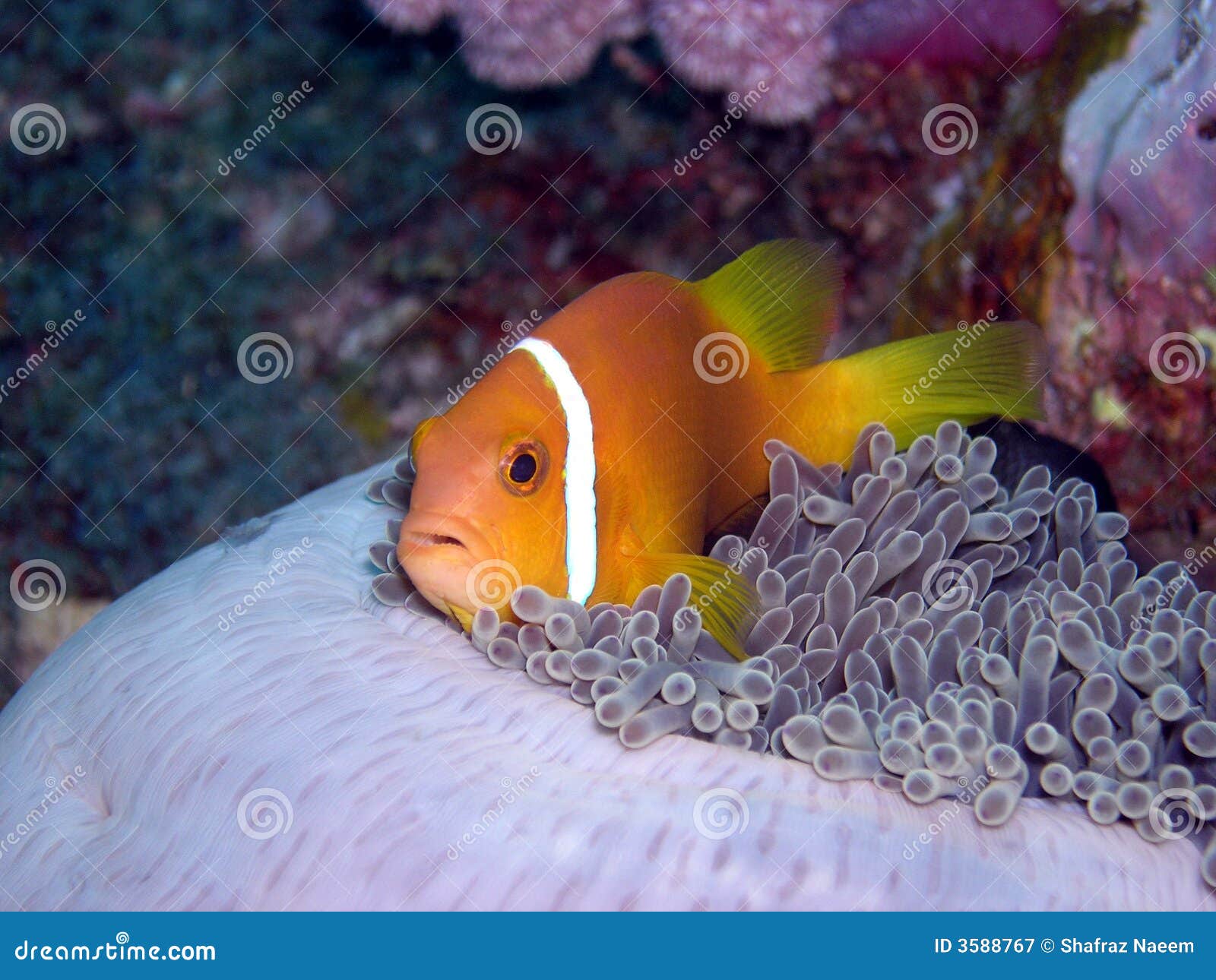 Maldive Anemone Fish stock image. Image of maldives, life - 3588767