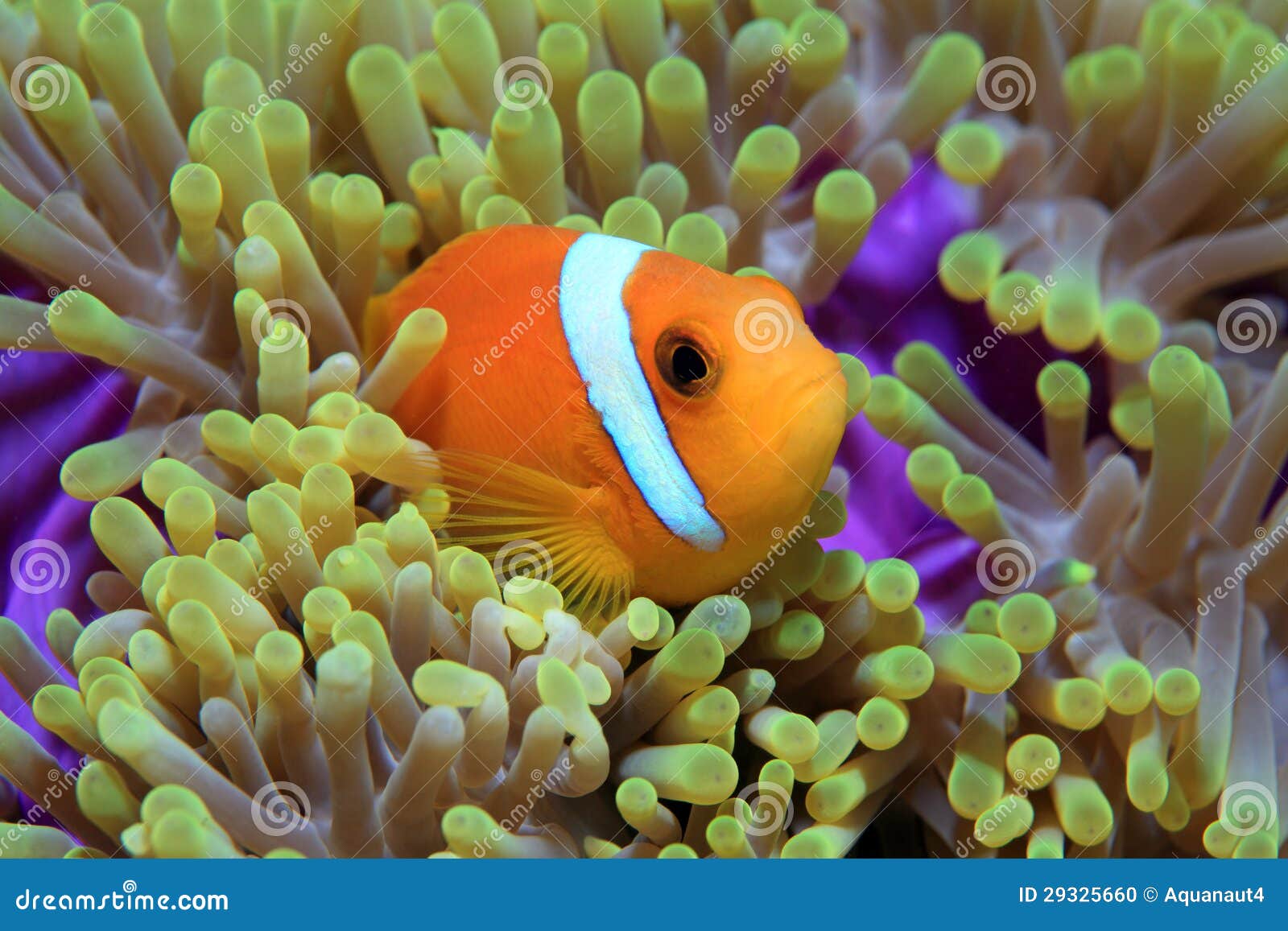 Maldive anemonefish stock photo. Image of fish, fishes - 29325660