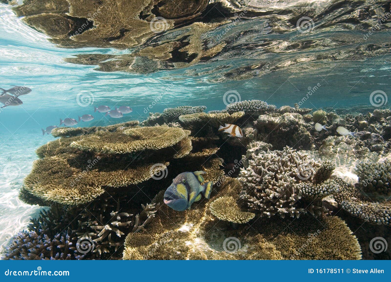 Maldives - Coral Reef stock image. Image of underwater - 16178511