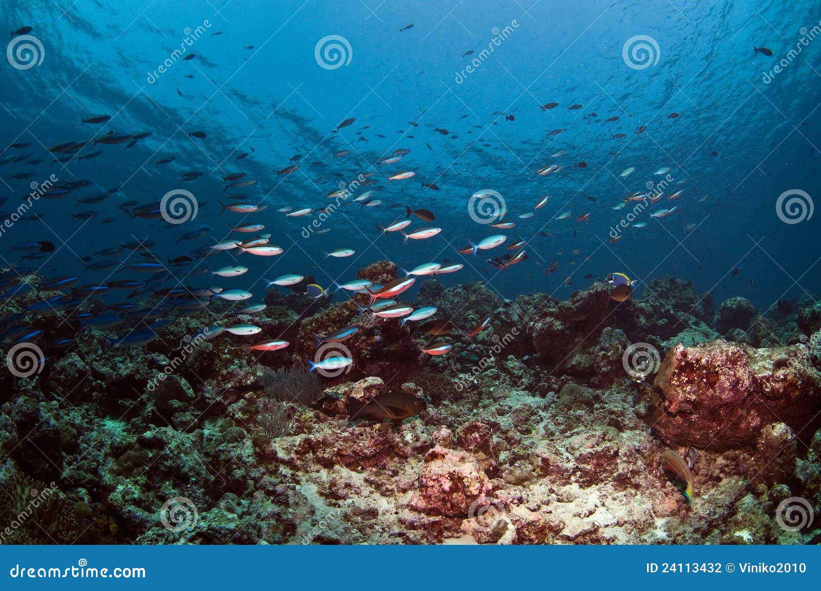 Maldives coral reef fishes stock photo. Image of explore - 24113432