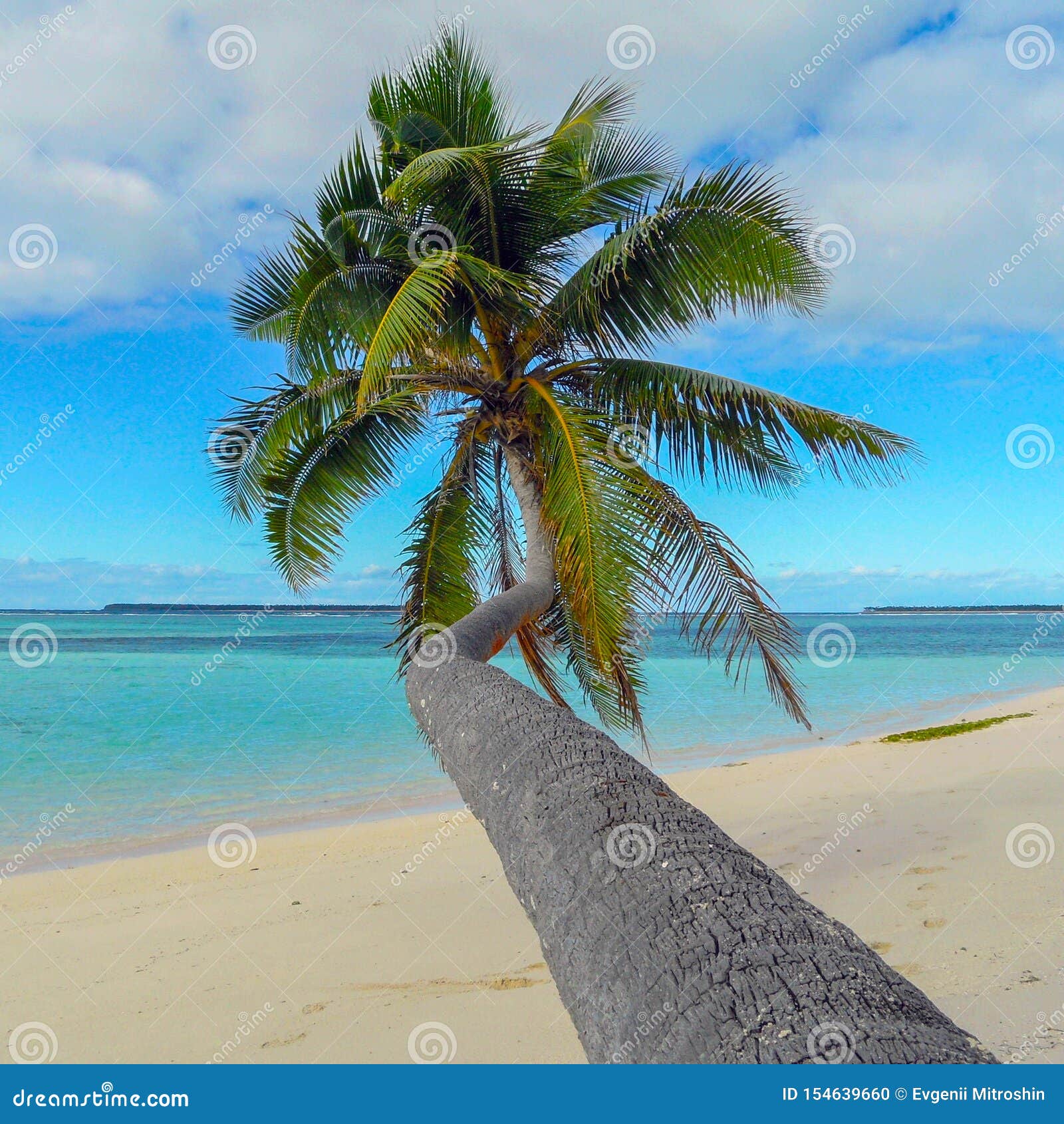 Maldives Indian Ocean Tropical Island With Coconut Palm Trees On Sandy