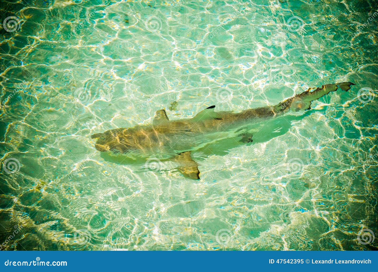 Maldives reef sharks 7 stock image. Image of afternoon - 47542395