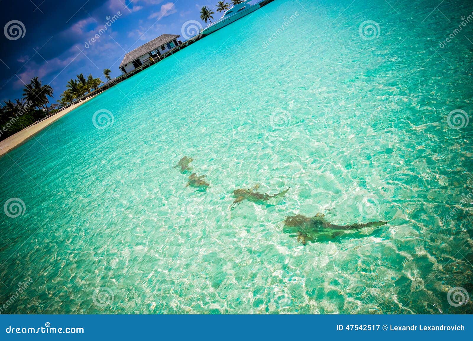 Maldives reef sharks 3 stock image. Image of maldives - 47542517
