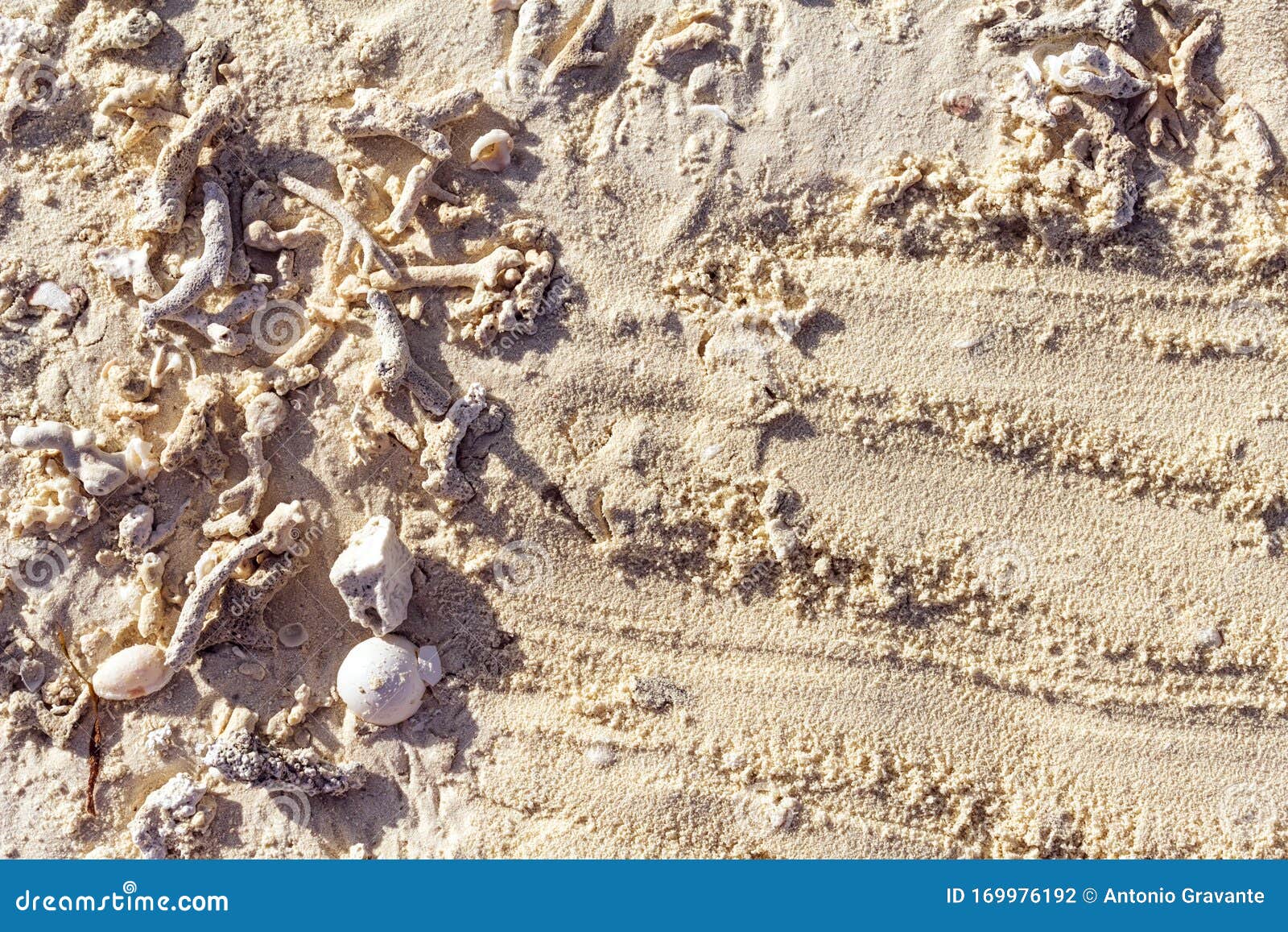 Maldives Sand Background with Shells Corals Stock Photo - Image of ...