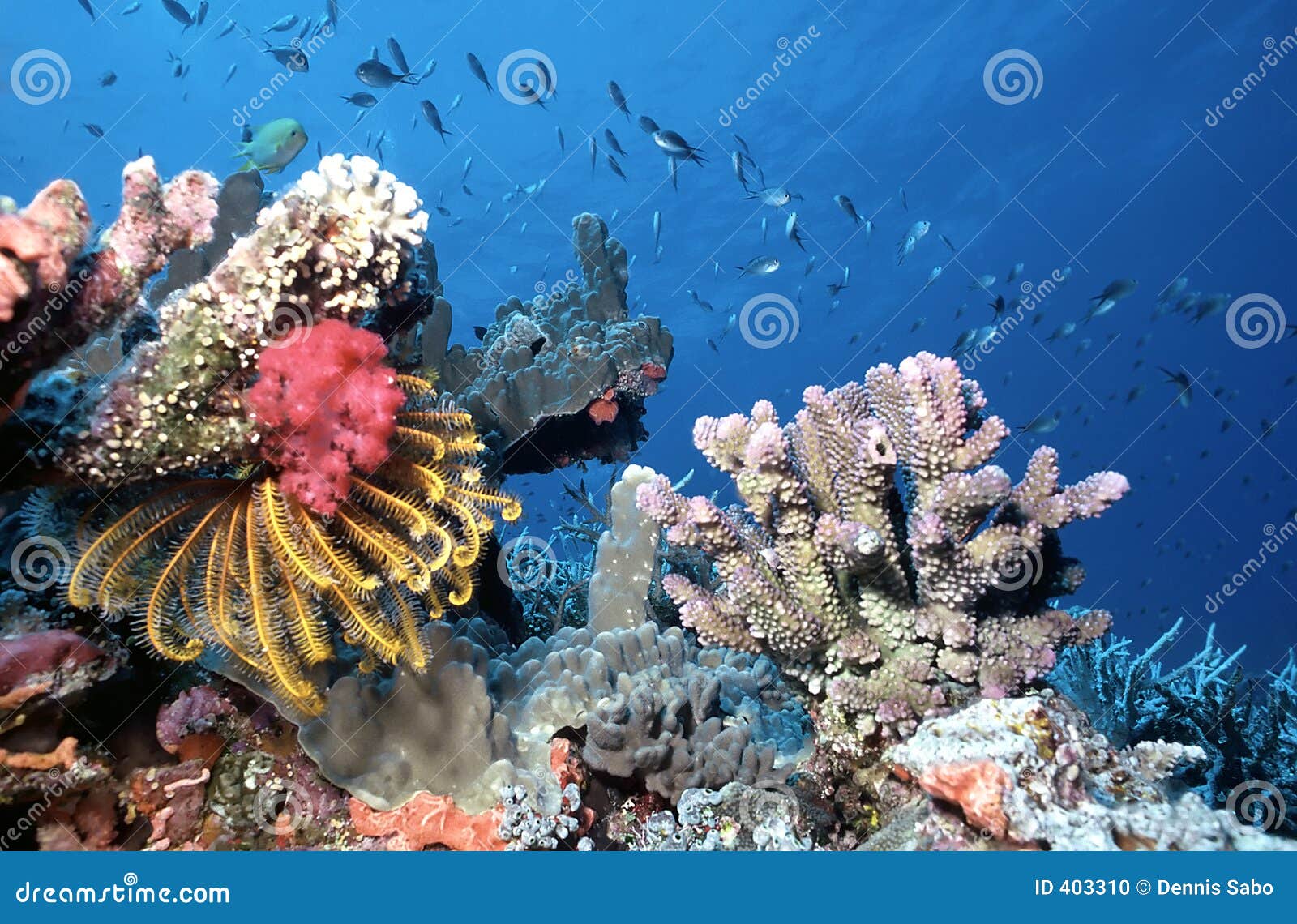Maldives shallow reef stock photo. Image of biology, outdoors - 403310