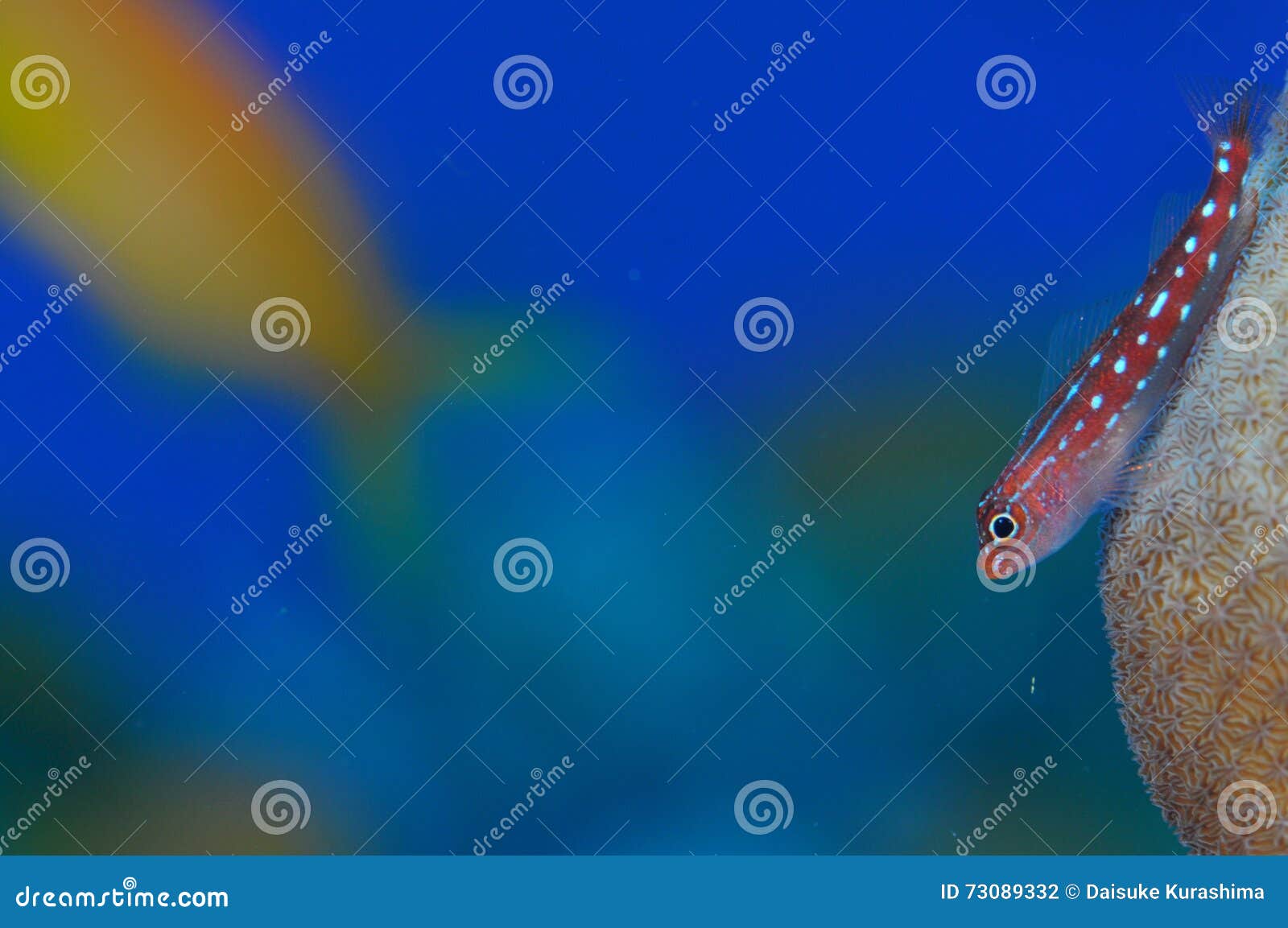 Maldives Triplefin Stock Photos - Free & Royalty-Free Stock Photos from ...