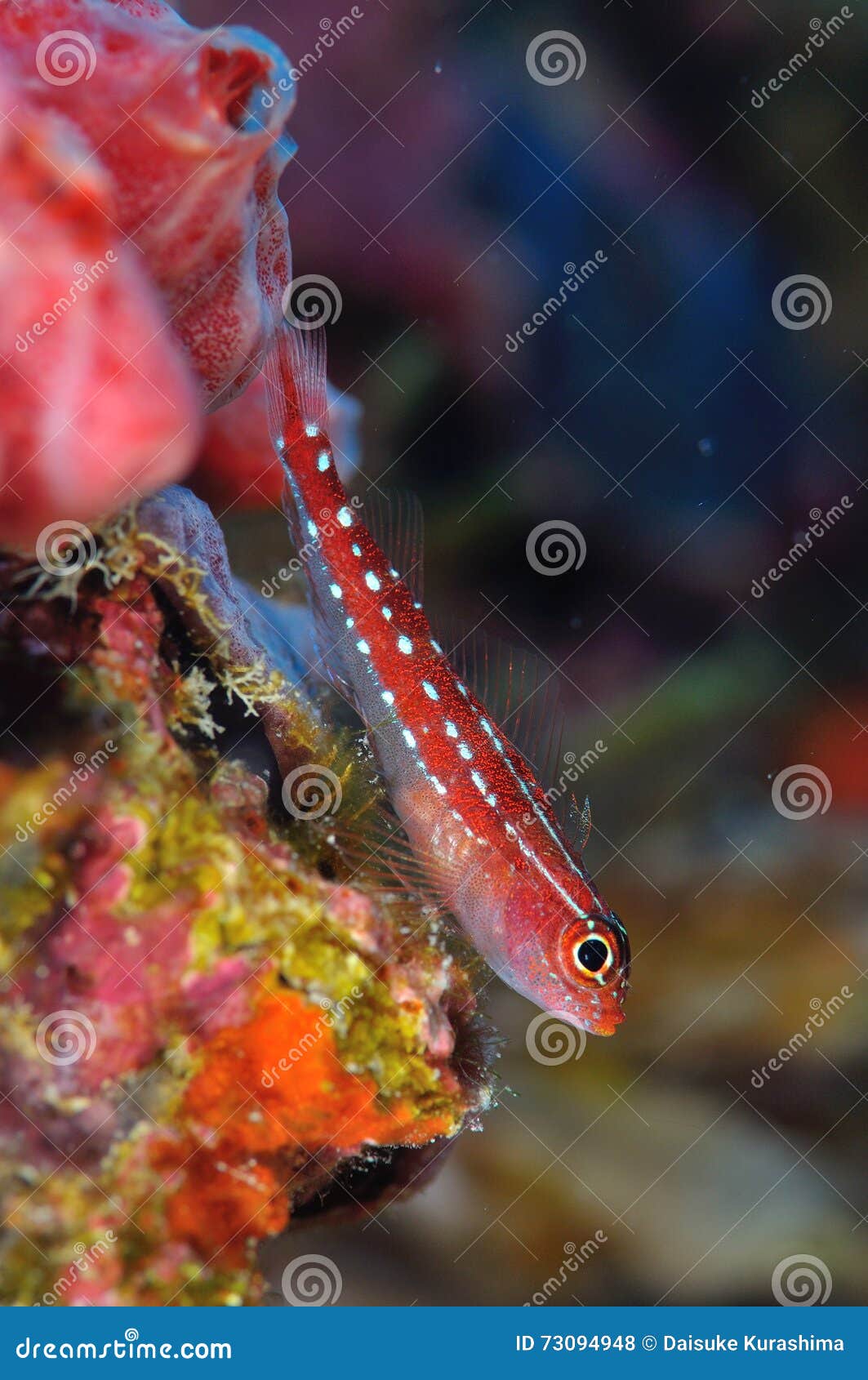 Maldives triplefin stock photo. Image of pygmy, close - 73094948