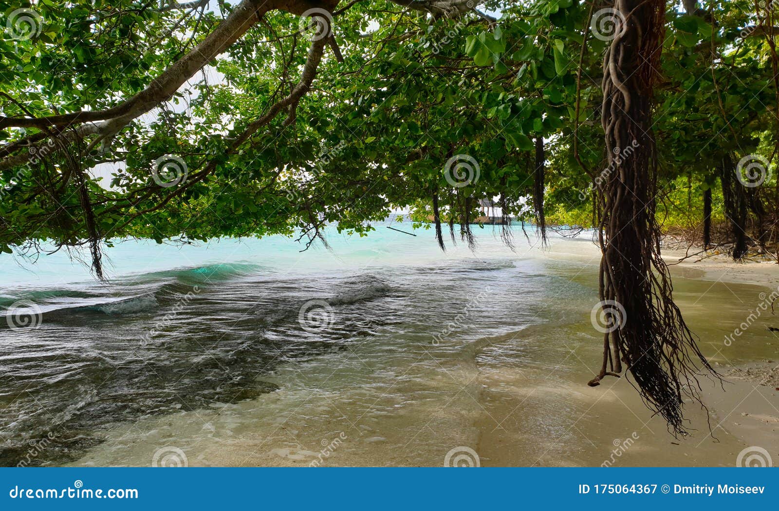 Maldives. Tropical Trees on the Shore of the Blue Ocean. Stock Image ...