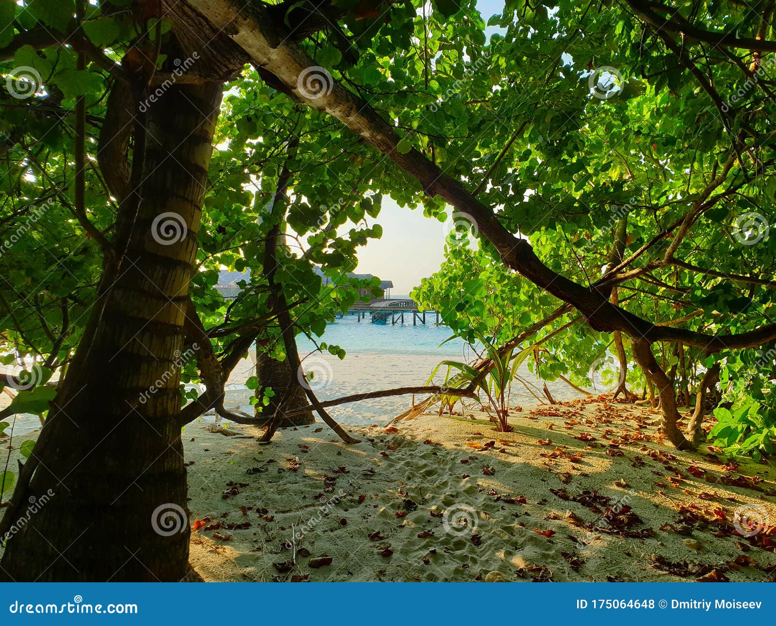 Maldives. Tropical Trees on the Shore of the Blue Ocean. Stock Photo ...