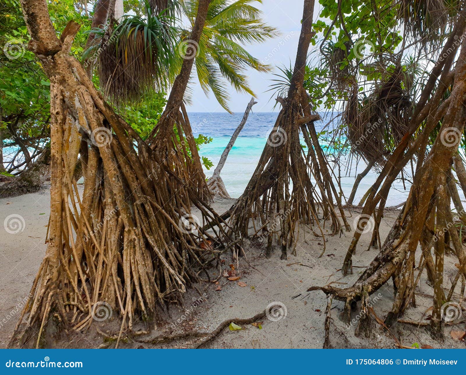 Maldives. Tropical Trees on the Shore of the Blue Ocean. Stock Photo ...