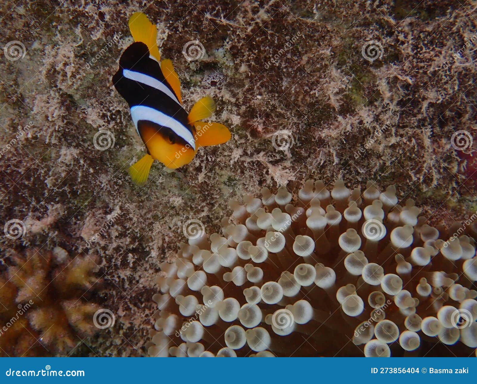Maldivian Nemo Coral Reef Ocean Fairmont Stock Photo - Image of reef ...