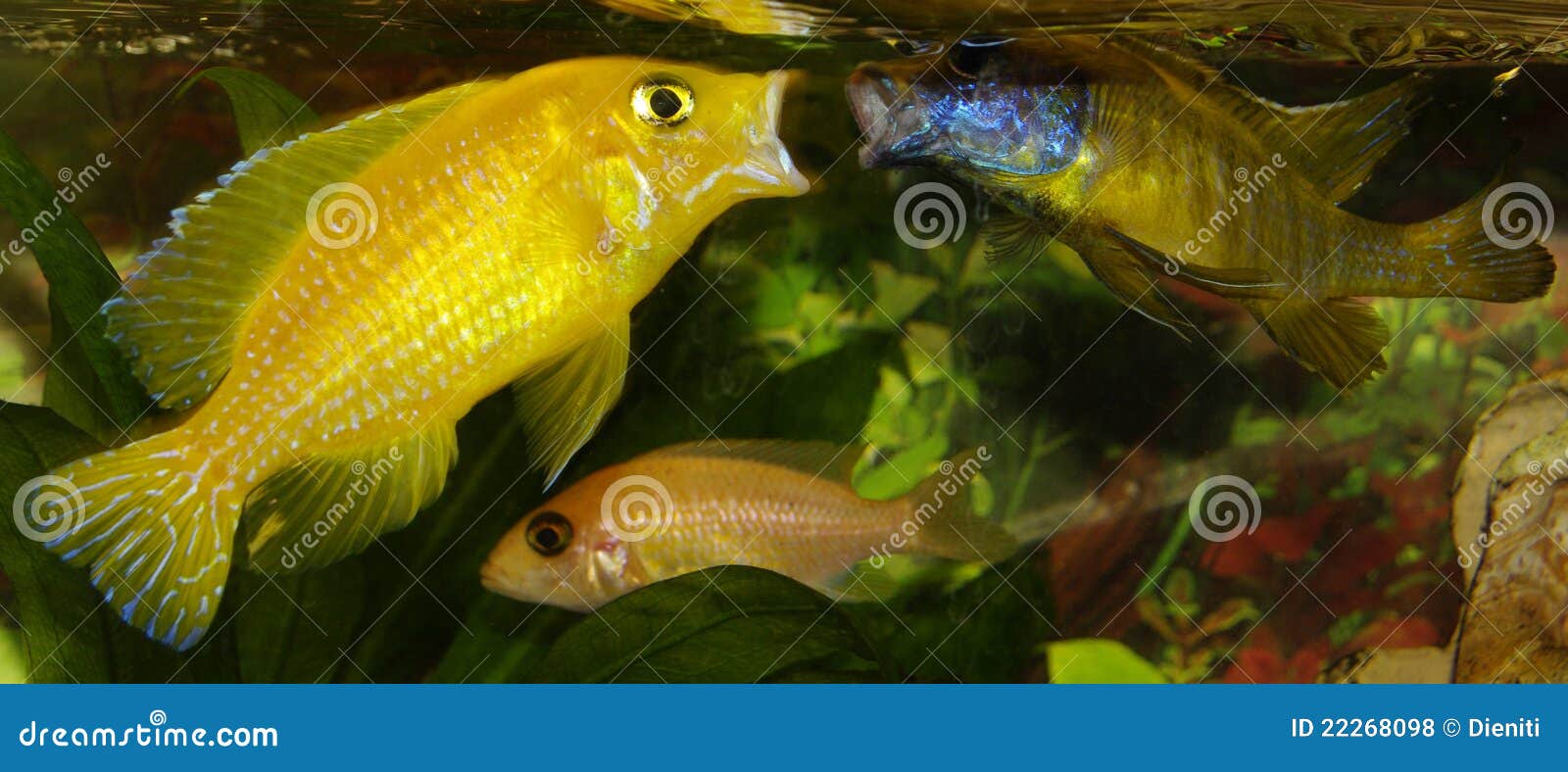 Aulonocara `Firefish`Adult Fire Red Fish Swimming In The Water Stock ...