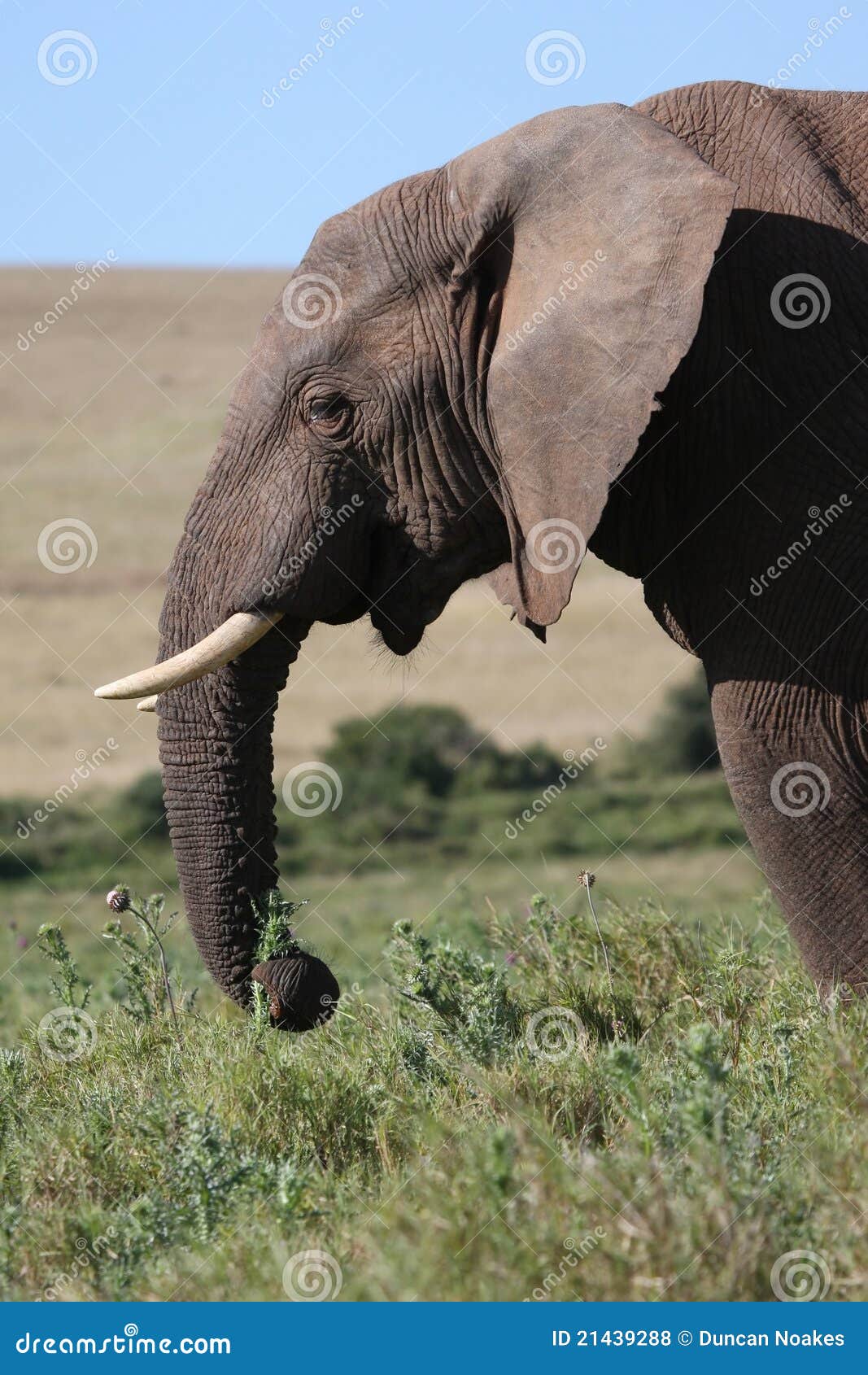 Male African Elephant Eating Stock Photo - Image of huge, nature: 21439288