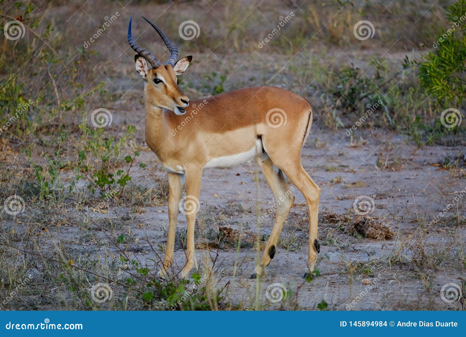 Male African Impala with Mouth Open in the Wild Stock Photo - Image of ...