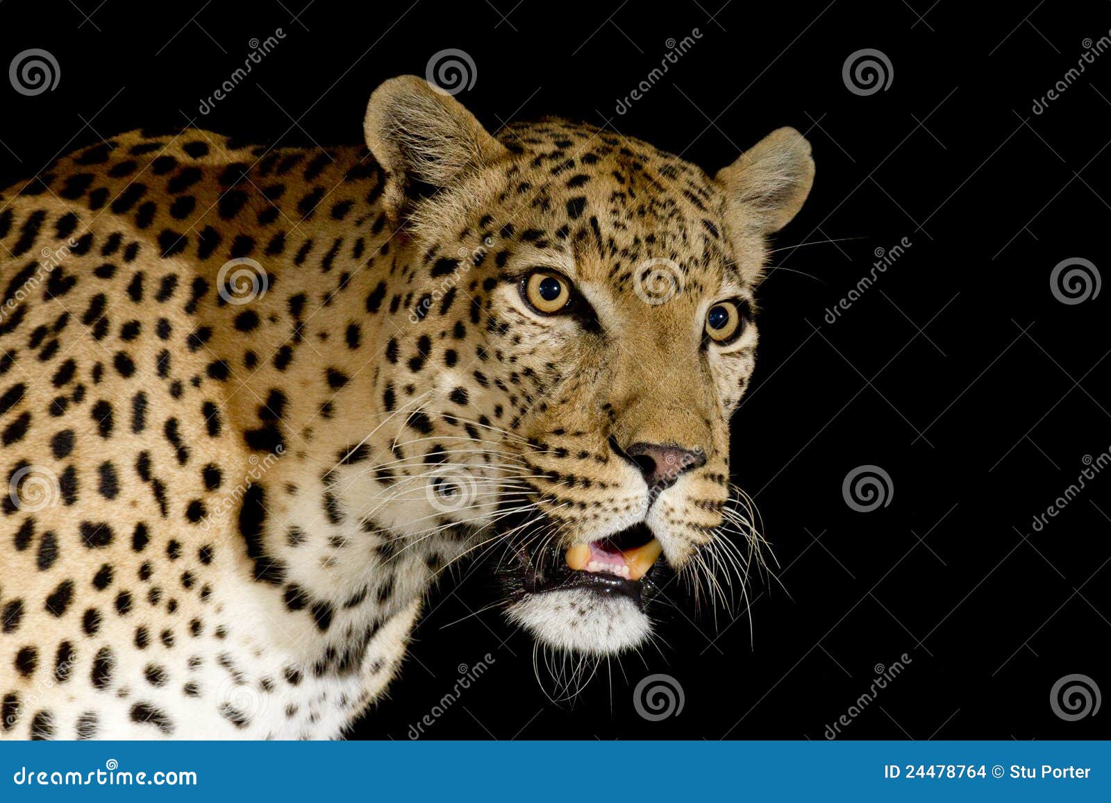 South African Leopard