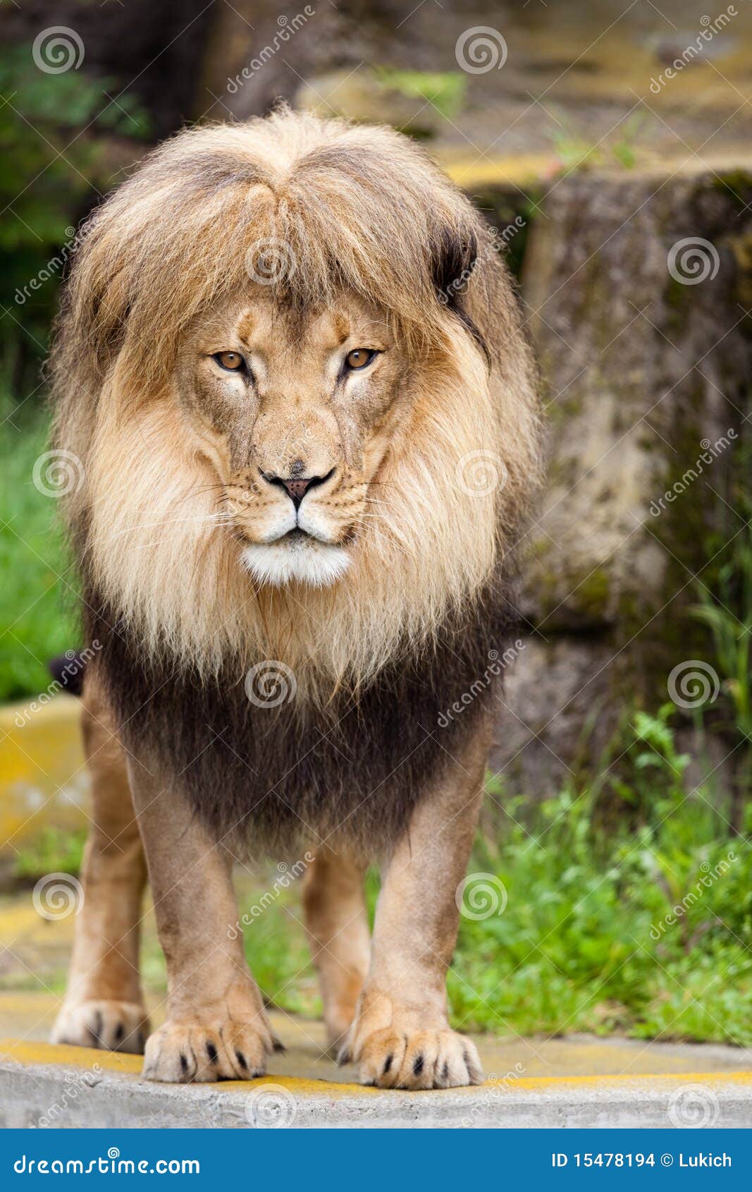 African Lion, Panthera Leo, Female , Masai Mara Park In Kenya Stock ...