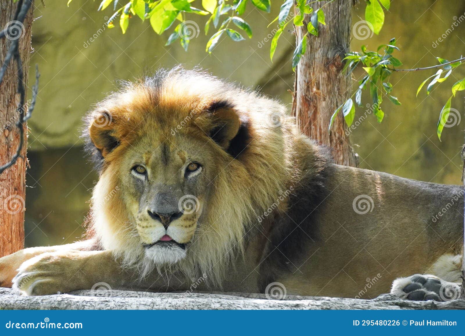 Male African Lion Looking at the Camera Stock Photo - Image of wild ...